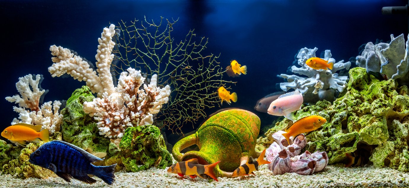 Aquatics Feeding Supplies | Fish Food Dispensers | Peta2z – peta2z