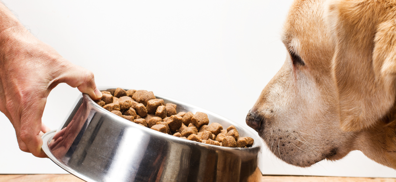 The Best Dog Food Collection Online | Peta2z Online Shop – peta2z